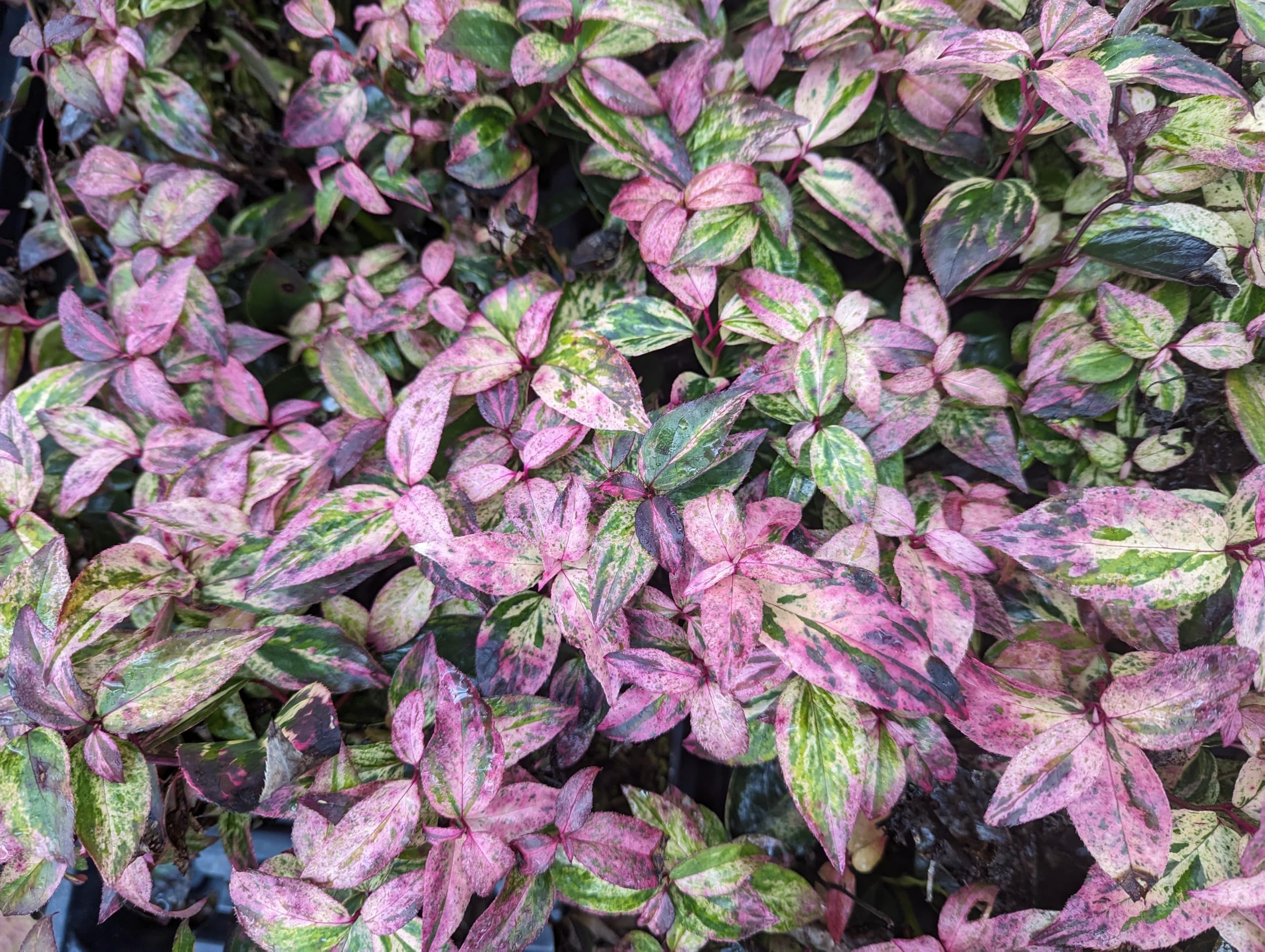 Amazon.com : Proven Winners Paisley Pup Doghobble (Leucothoe ...