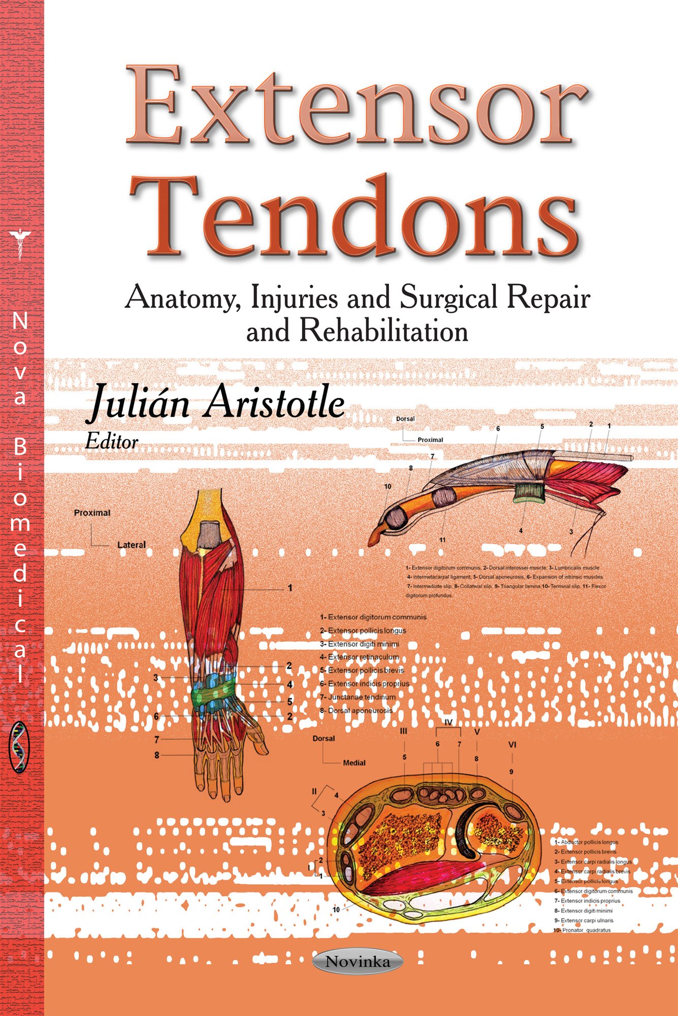 Buy Extensor Tendons: Anatomy, Injuries & Surgical Repair ...