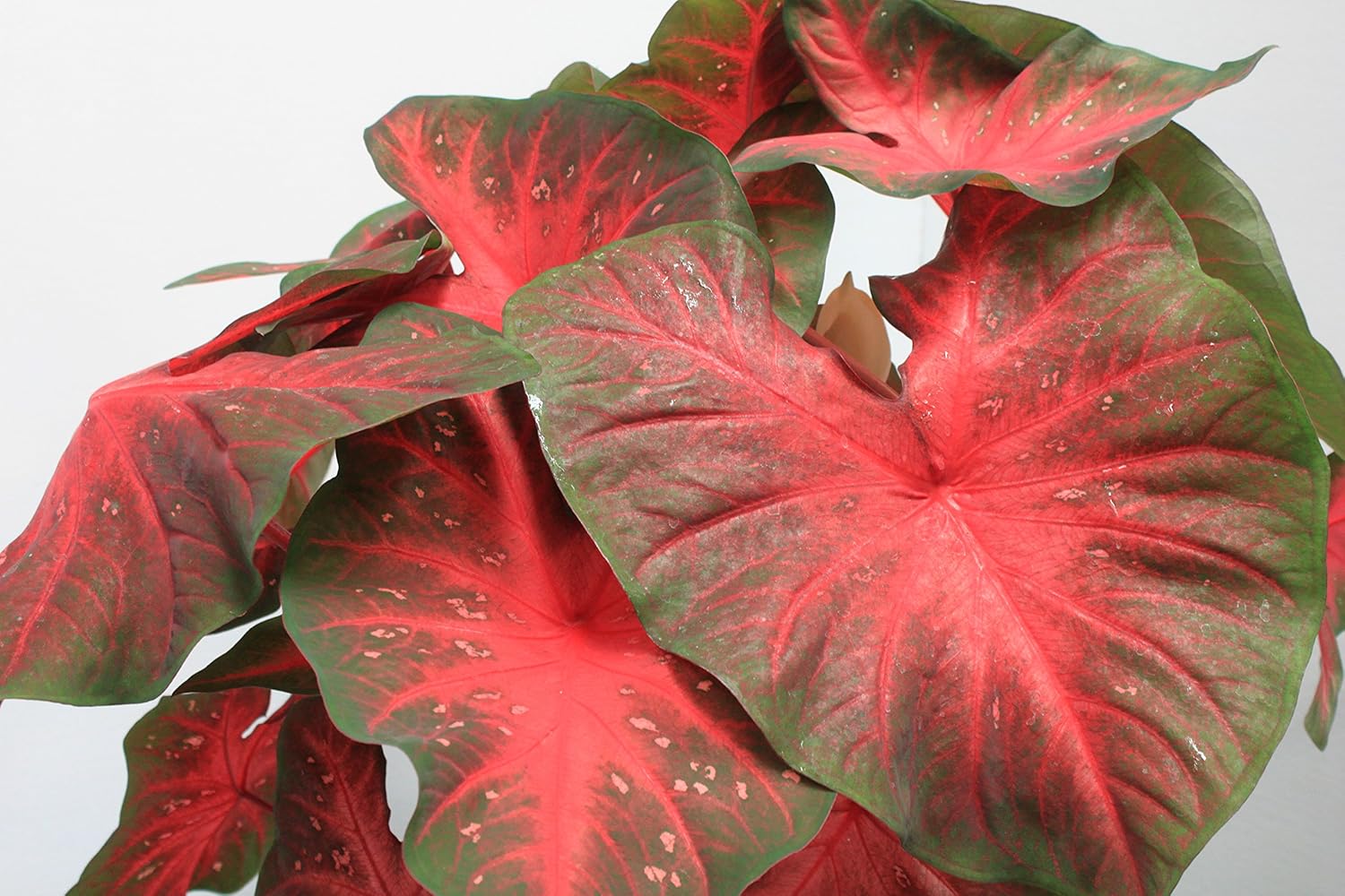 Amazon.com : Caladium Bulbs, RARE "Red Glimmer", Strap Leaf, Lot of 10 ...