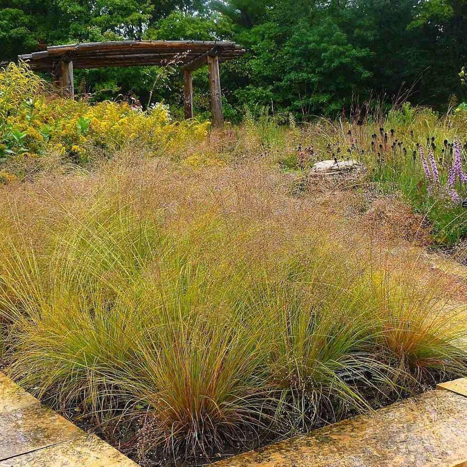 Prairie Dropseed Sporobolus Heterolepis 10 Seeds Amazon De Garden