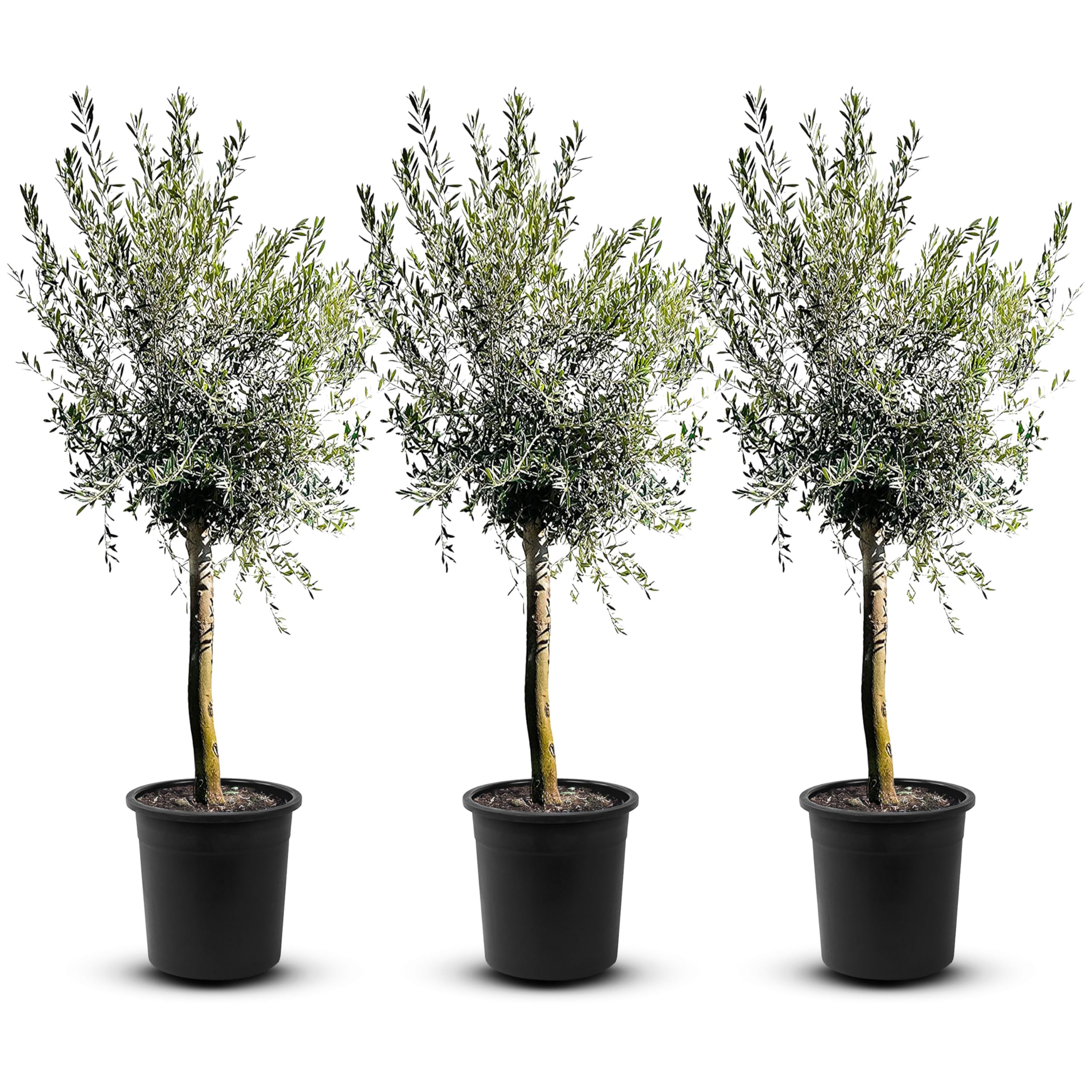 Buy TropictreesOlive tree hardy with a height of approx. 170 cm and a ...
