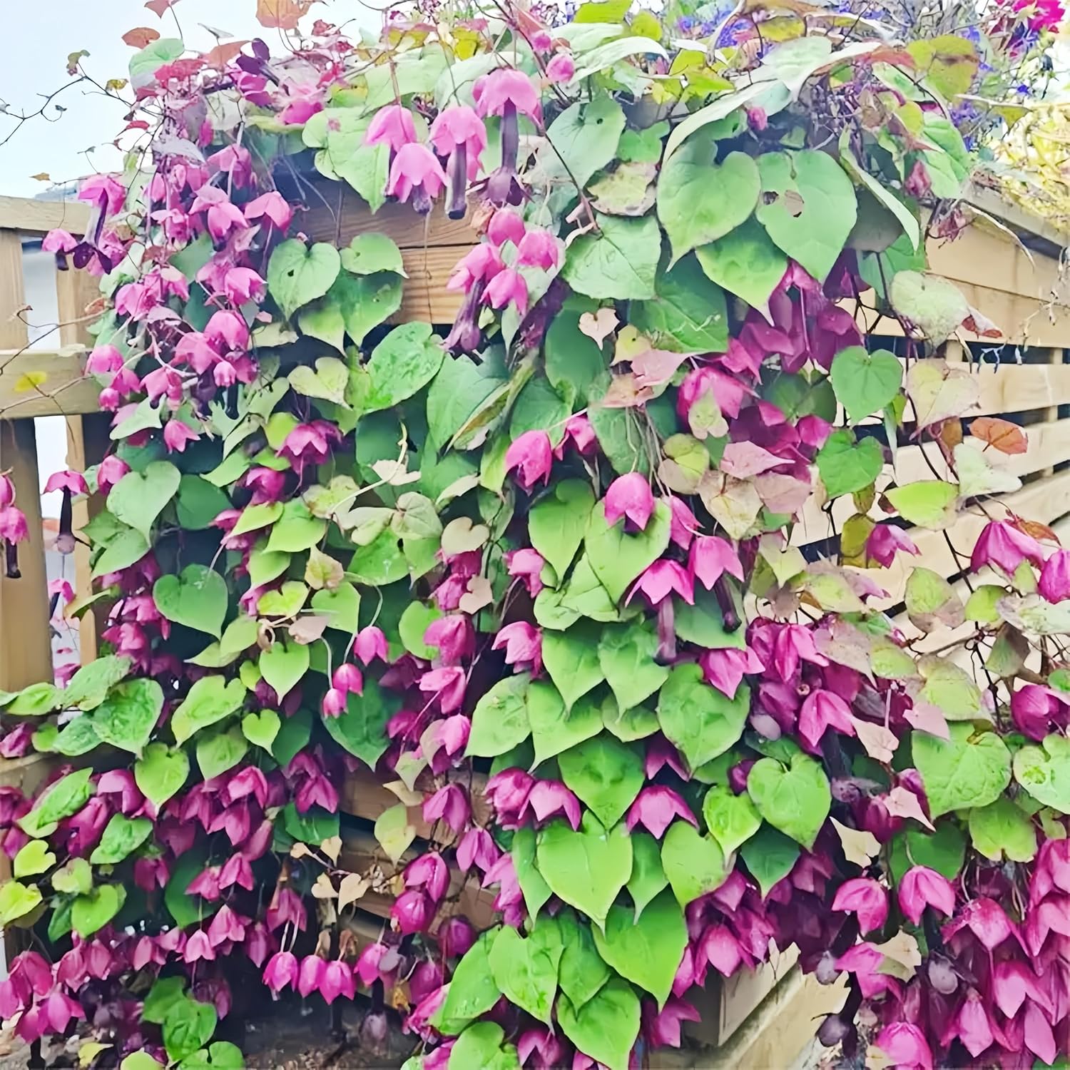 Amazon.com : Annual Rhodociton Purple Bell Vine Seeds 30pcs– Non-GMO ...