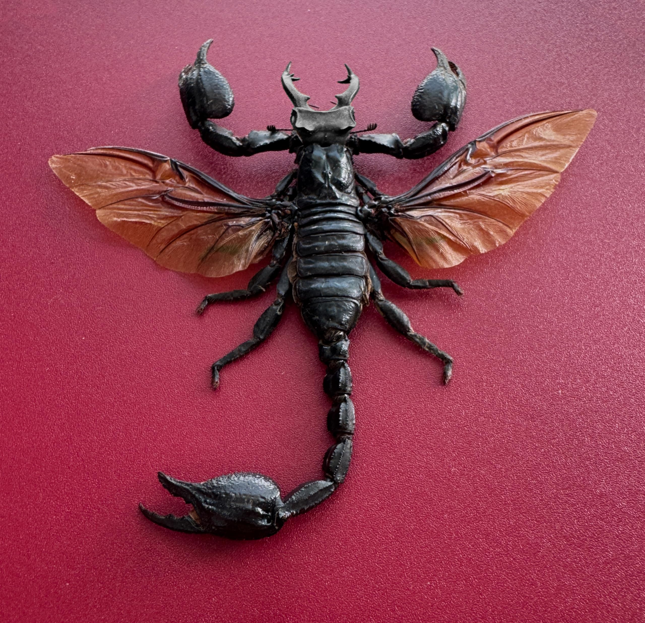 Snapklik.com : Flying Scorpion Curiosity Box Bug Display In Baroque ...