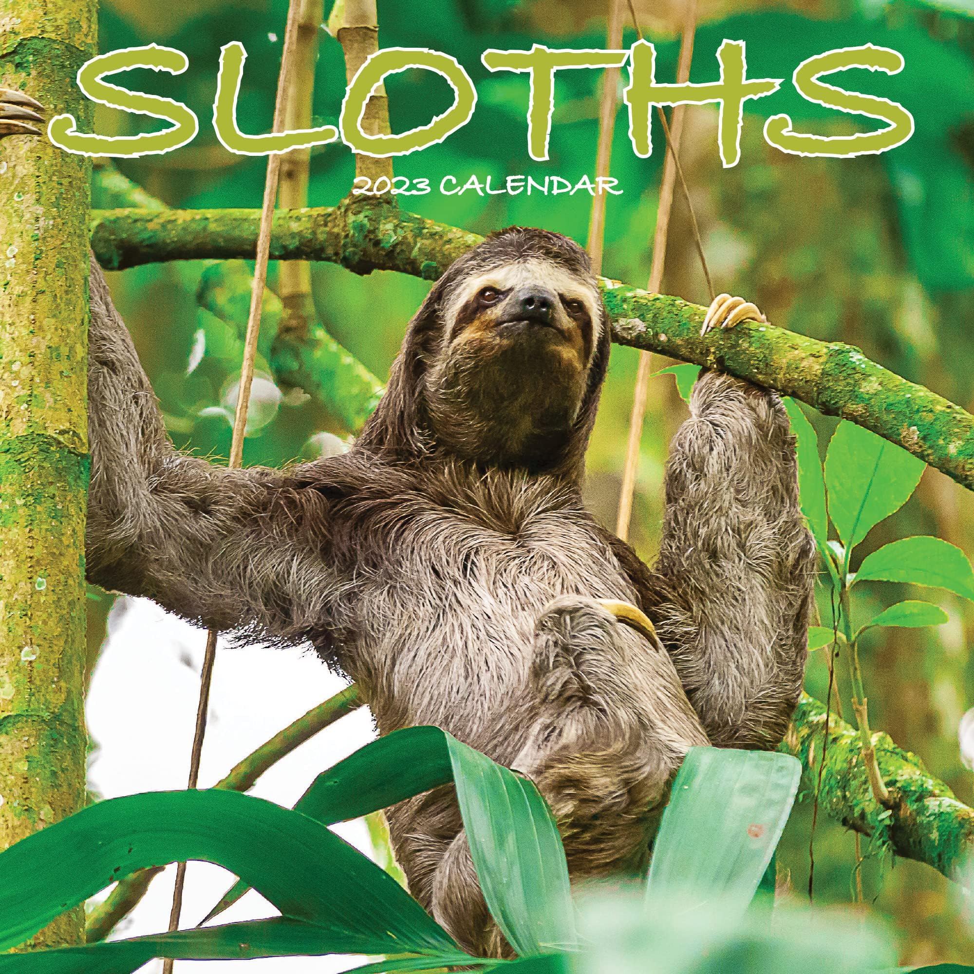 Sloths 2023 Calendar : Amazon.co.uk: Stationery & Office Supplies