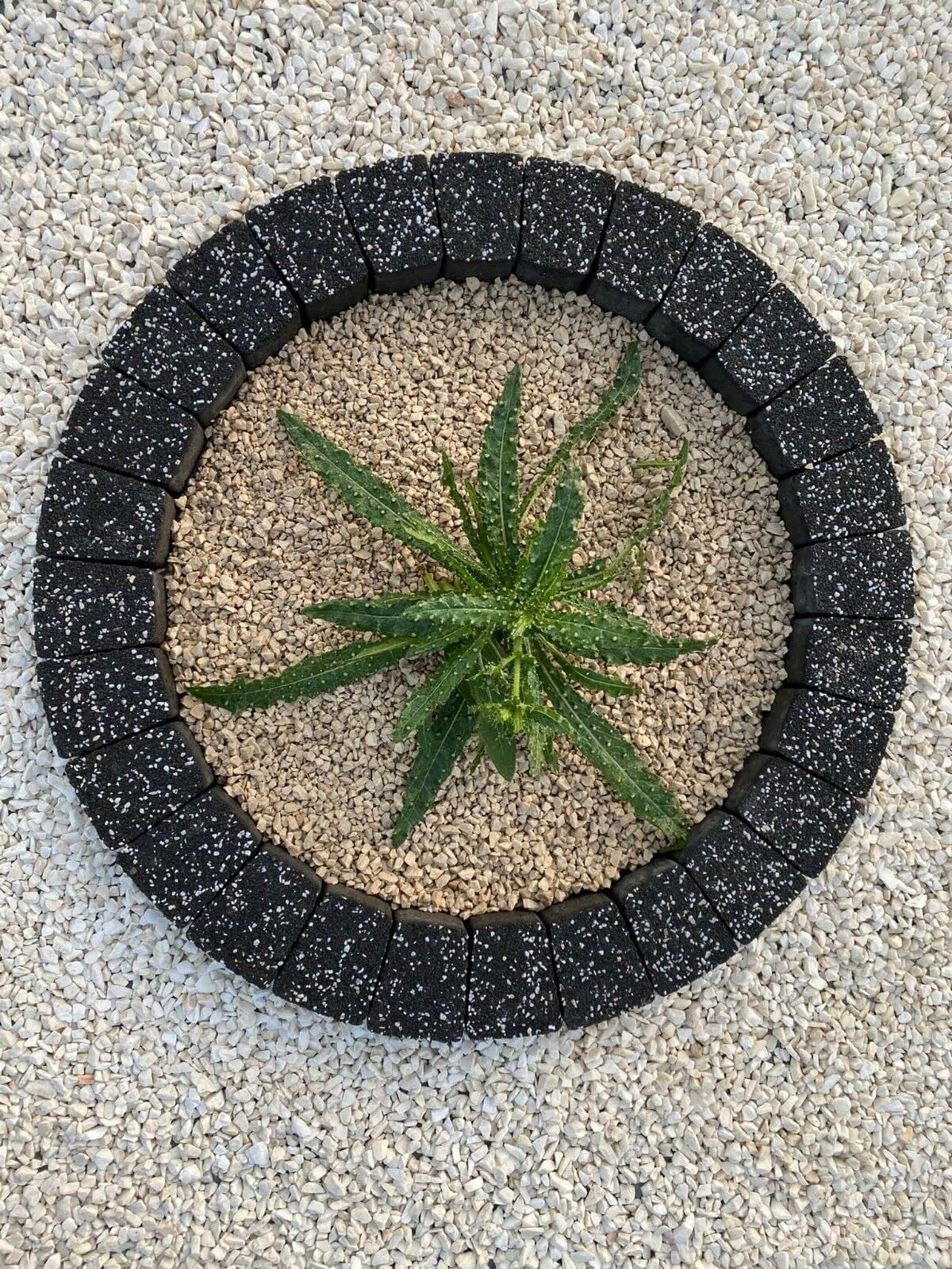 Cream Garden Granite Circle Tree Surround Grass Border Paving Slab ...