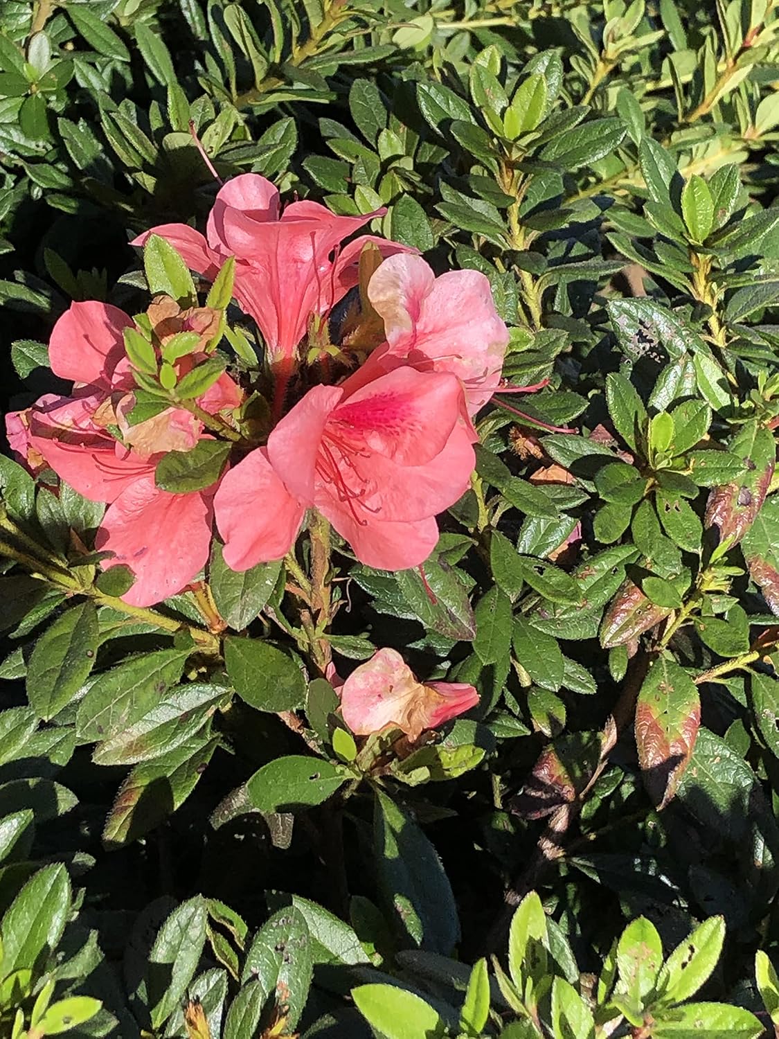 Amazon.com : Encore Azalea® Autumn Coral™ Rhododendron 'Conled' (3 ...