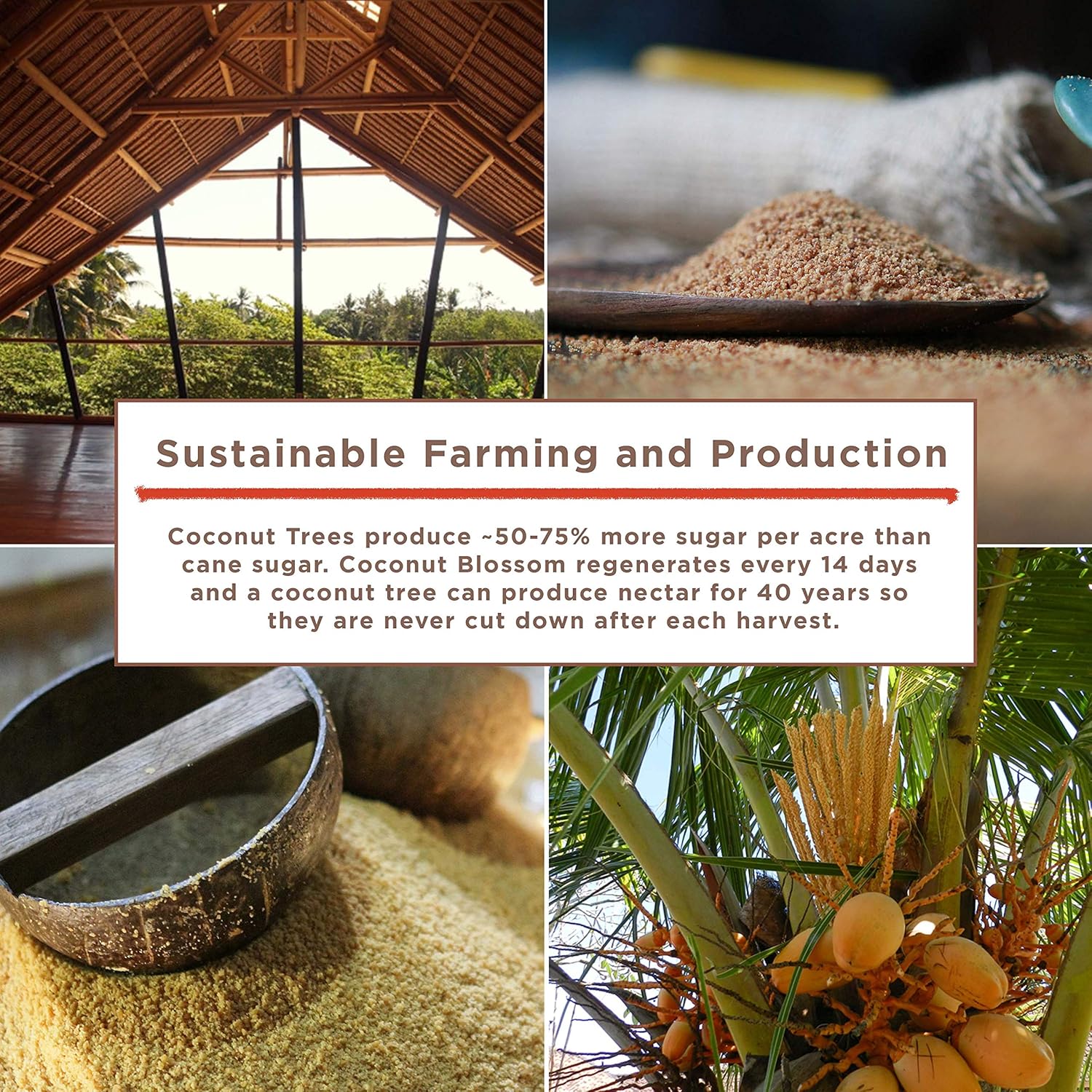 Big Tree Farms Azúcar de coco orgánica – Yaxa Colombia