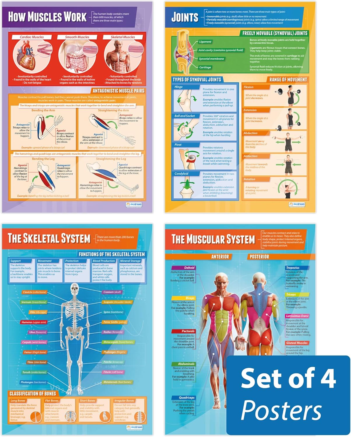Muscular & Skeletal System Posters - Set of 4 | Science Posters | Gloss ...