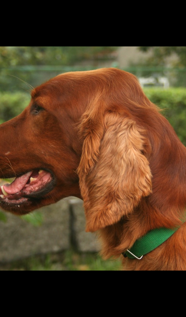 Irish setter Wallpaper -- HD Wallpapers of Irish setter! - App on ...