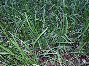 Amazon.com : Roots From 100 Live Chinese Chives Plants (韭菜) : Patio ...