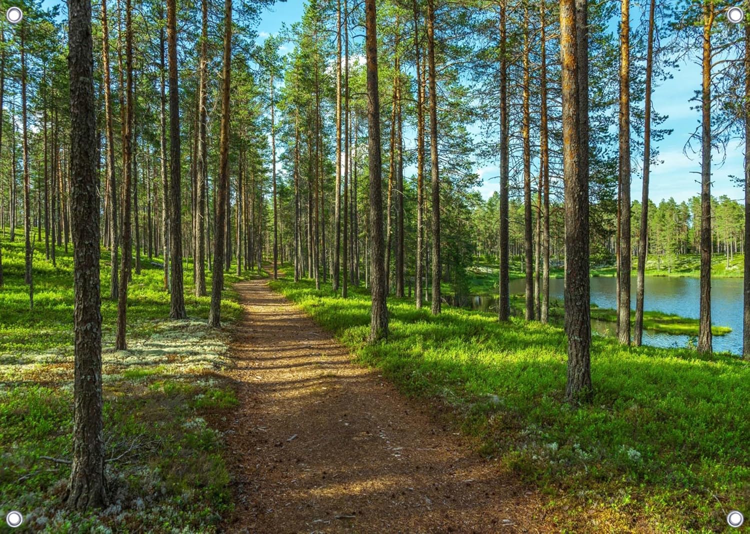 Amazon.com : Gorpic 7x5ft Fabric Forest Trail Backdrop Summer Green ...