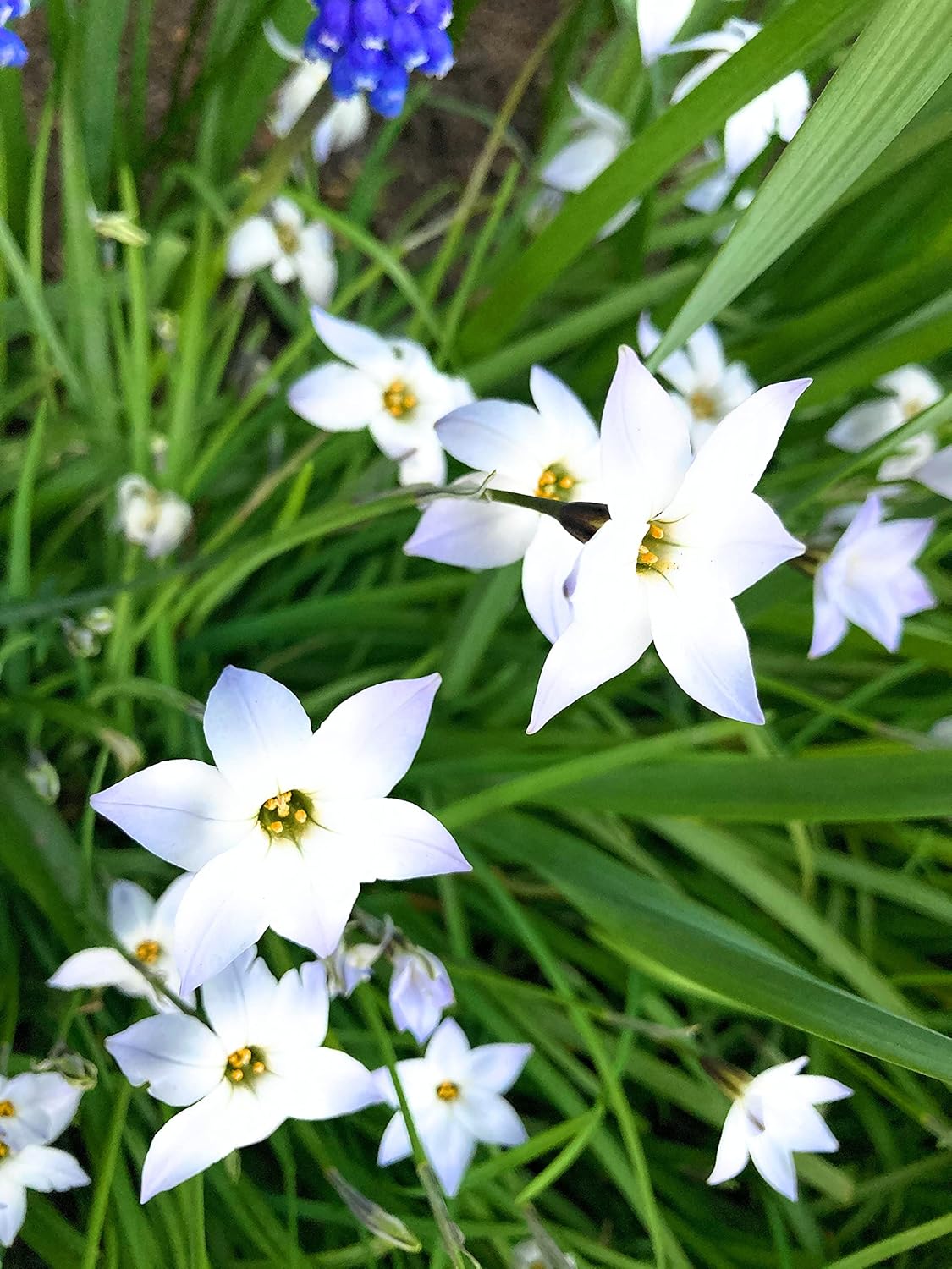 30 x Ipheion uniflorum (Spring Starflower) Bulbs Free UK Postage ...