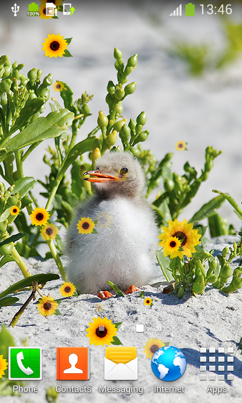 Cute Animals Live Wallpapers: app su Amazon Appstore