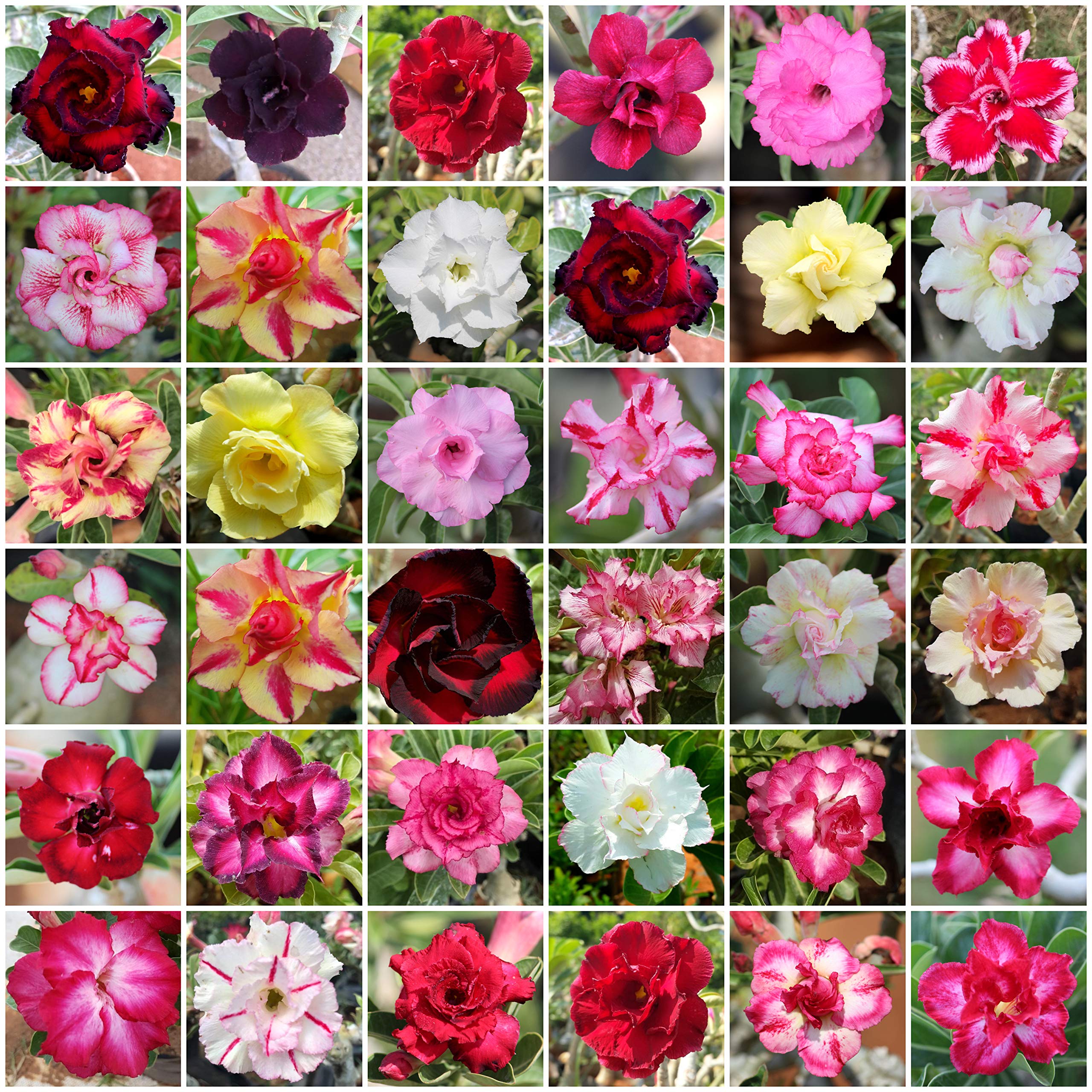Indian Flowers Name Nanthiyavattai Star – Indian Gardens