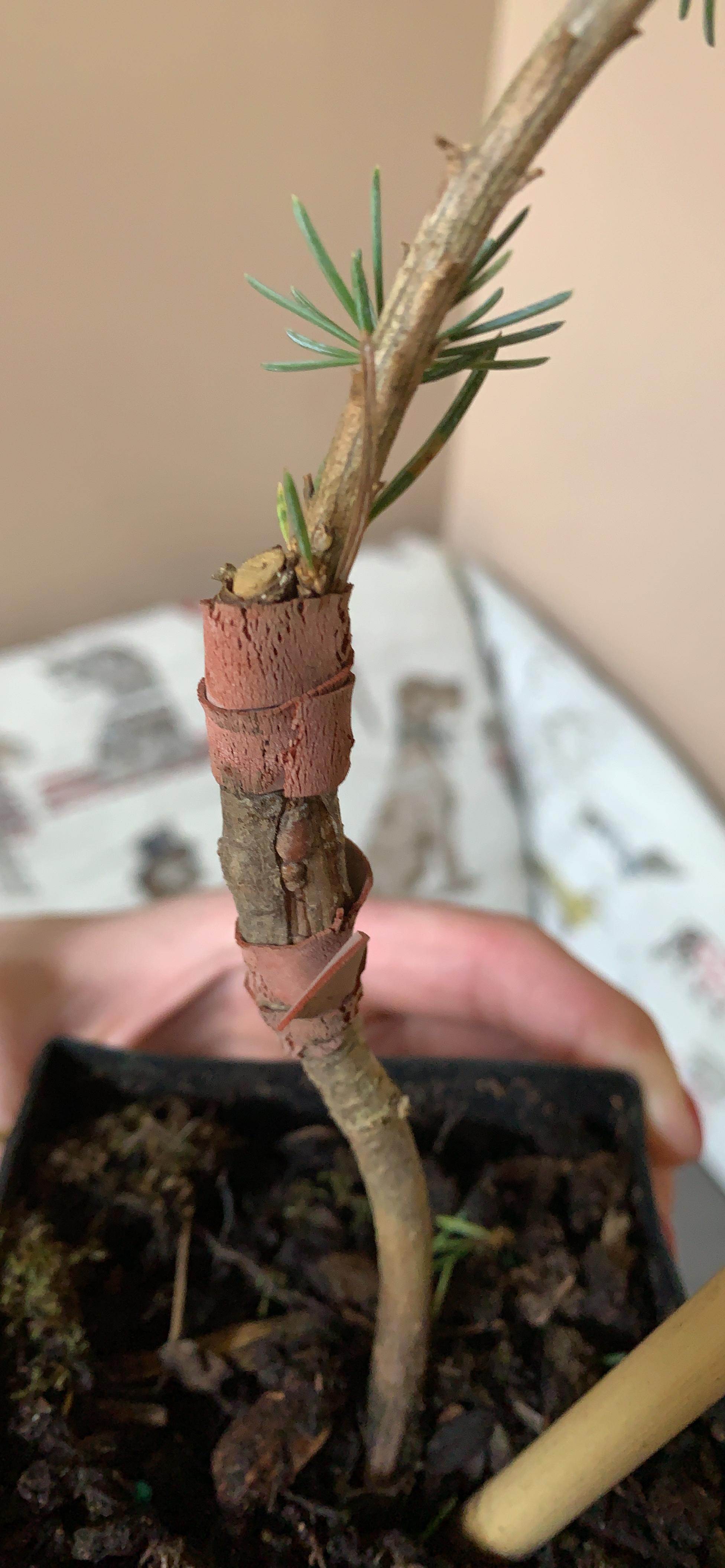 Amazon.com : Weeping Cedar of Lebanon 3 - Year Graft : Bonsai Plants ...