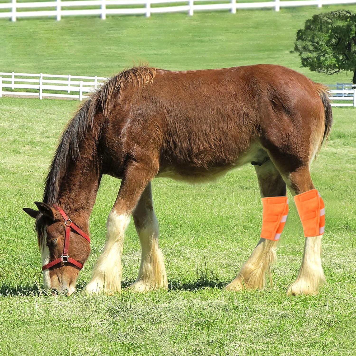 Amazon.com: vomvomp Hock Shield Protector for Horse Hock Wrap Horse ...