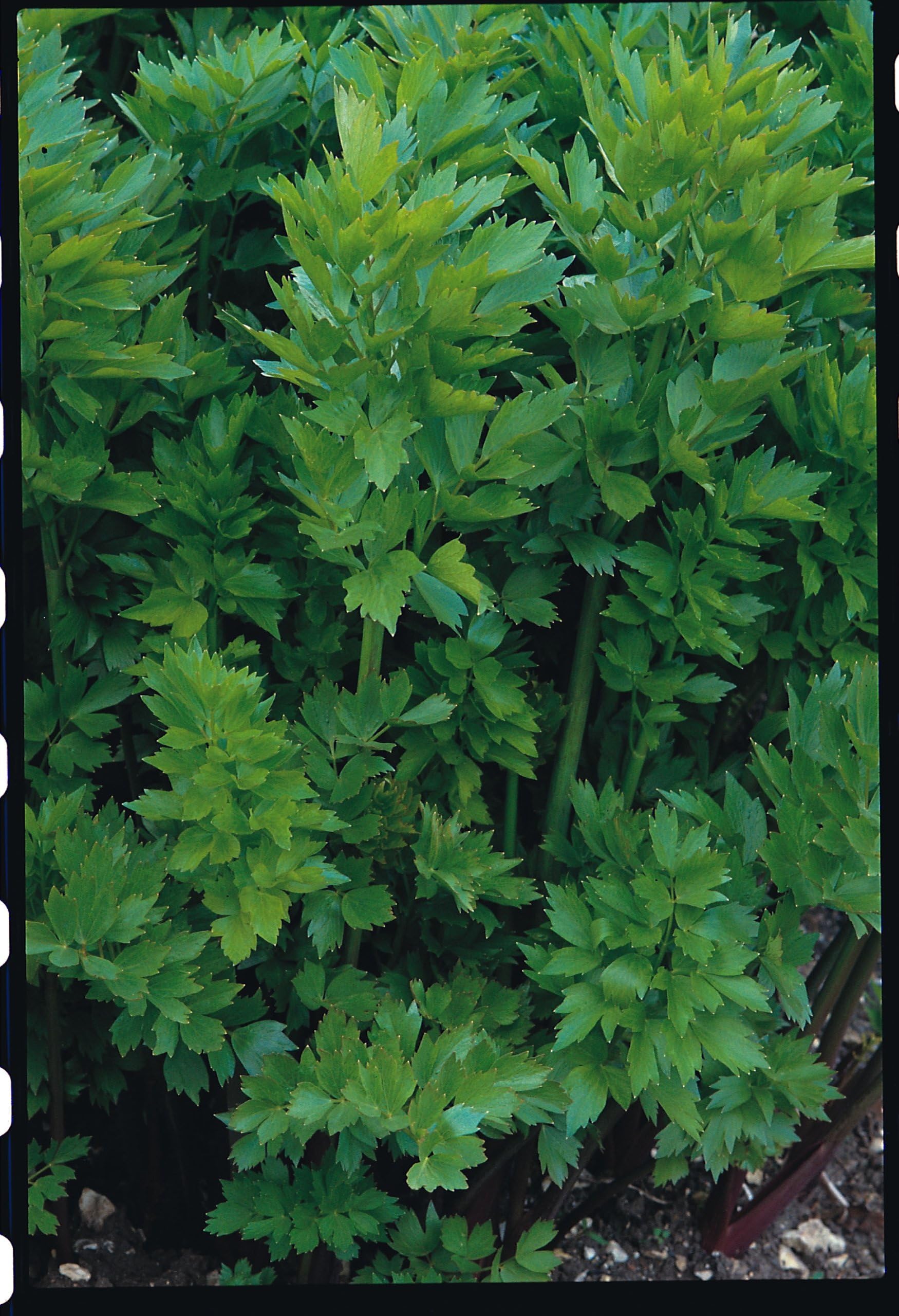 Just Seed Herb - Lovage - Levisticum officinale - 100 Seeds : Amazon.co ...