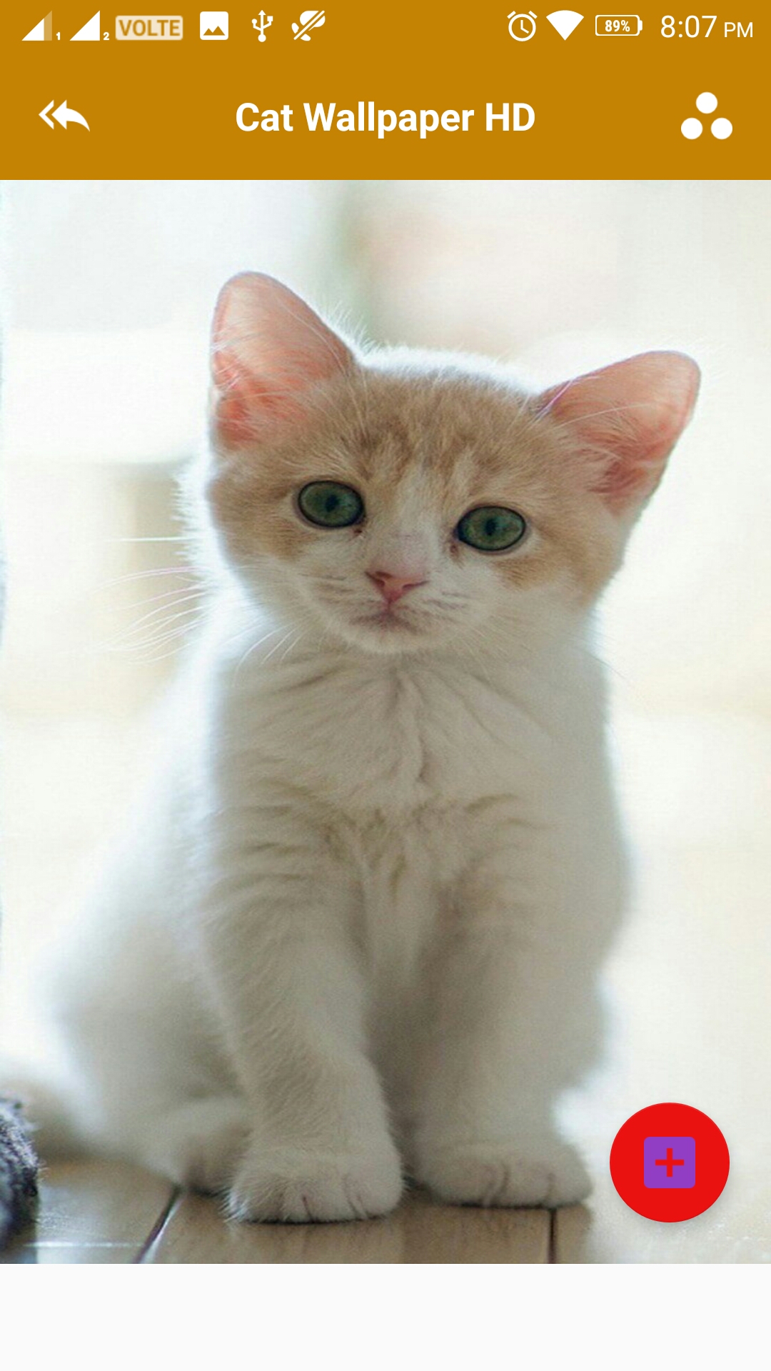 Cat Wallpaper HD - App on Amazon Appstore