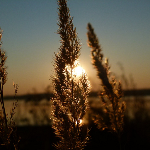 Sunset Wallpaper App - App on Amazon Appstore