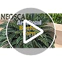 Amazon.com: NeosCA Giant Artificial Boston Ferns for Outdoors Large – UV Resistant Lifelike Faux ...