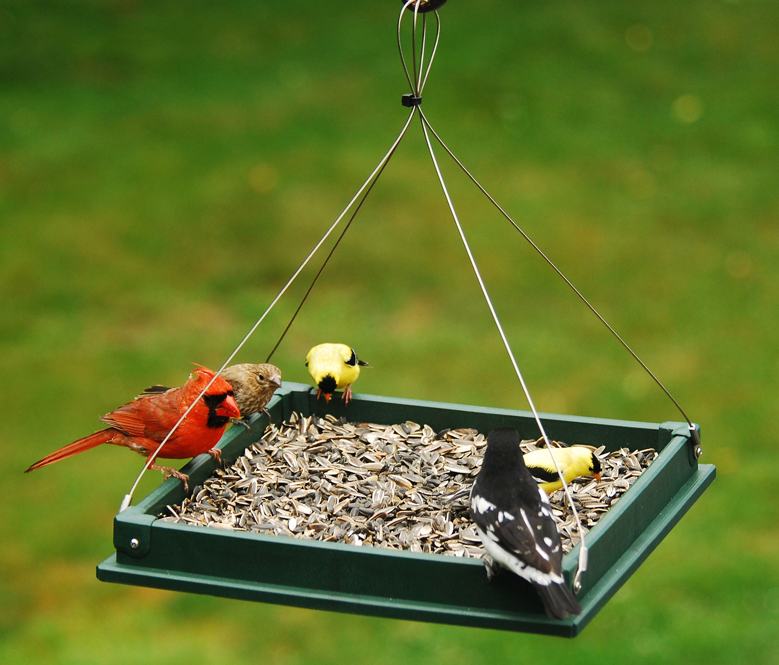 Amazon.com : Songbird Essentials SERUBLHPF105 Hanging Platform Feeder ...