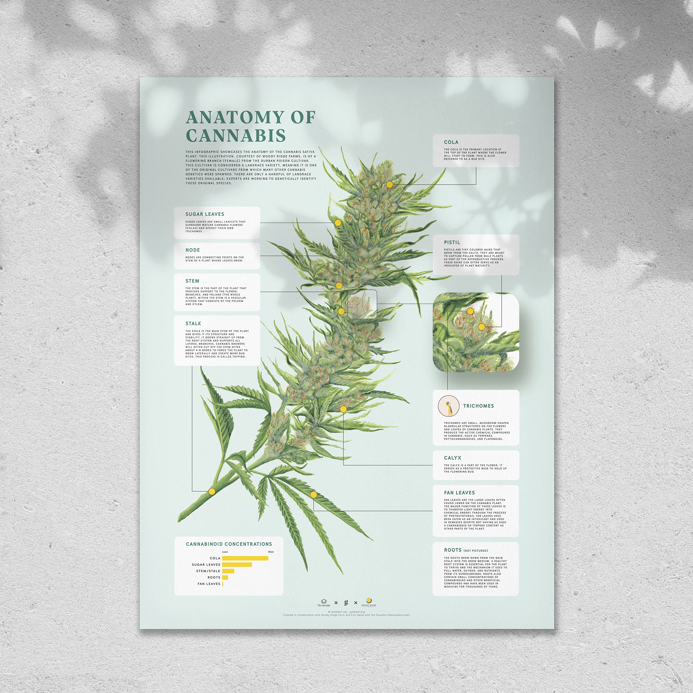 Anatomy Of Marijuana Understanding The Cannabis Plant Anatomy (Parts