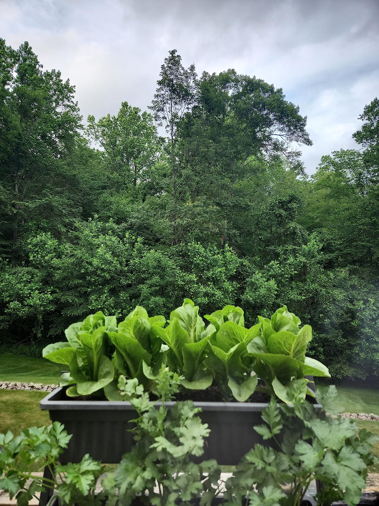 Amazon.com : Lettuce Grow Bok Choy Seedlings Pack - 6 Live Plants to ...