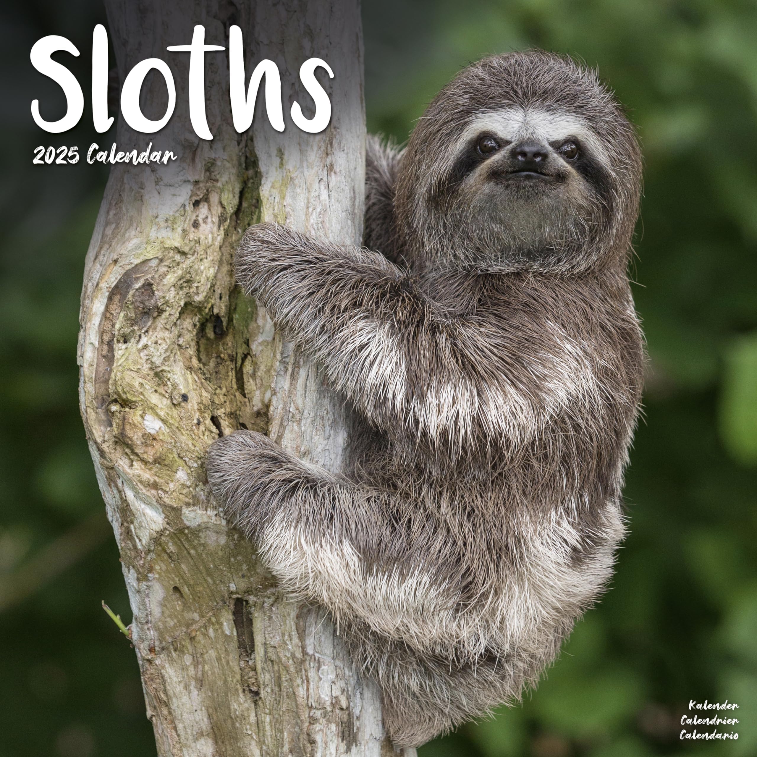 Amazon.com: 2025 Sloths Wall Calendar, 12X12, Avonside Publishing ...