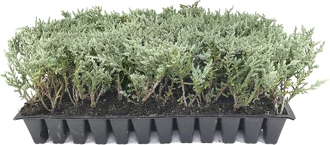 Amazon.com : Juniper Angelica Blue - 30 Live Plants - Juniperus ...