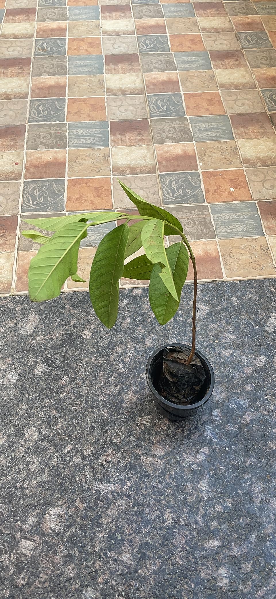 HYBRID VNR Bihi Guava Big Size Jambu sapling Piyara Amrood Amrud Hybrid ...