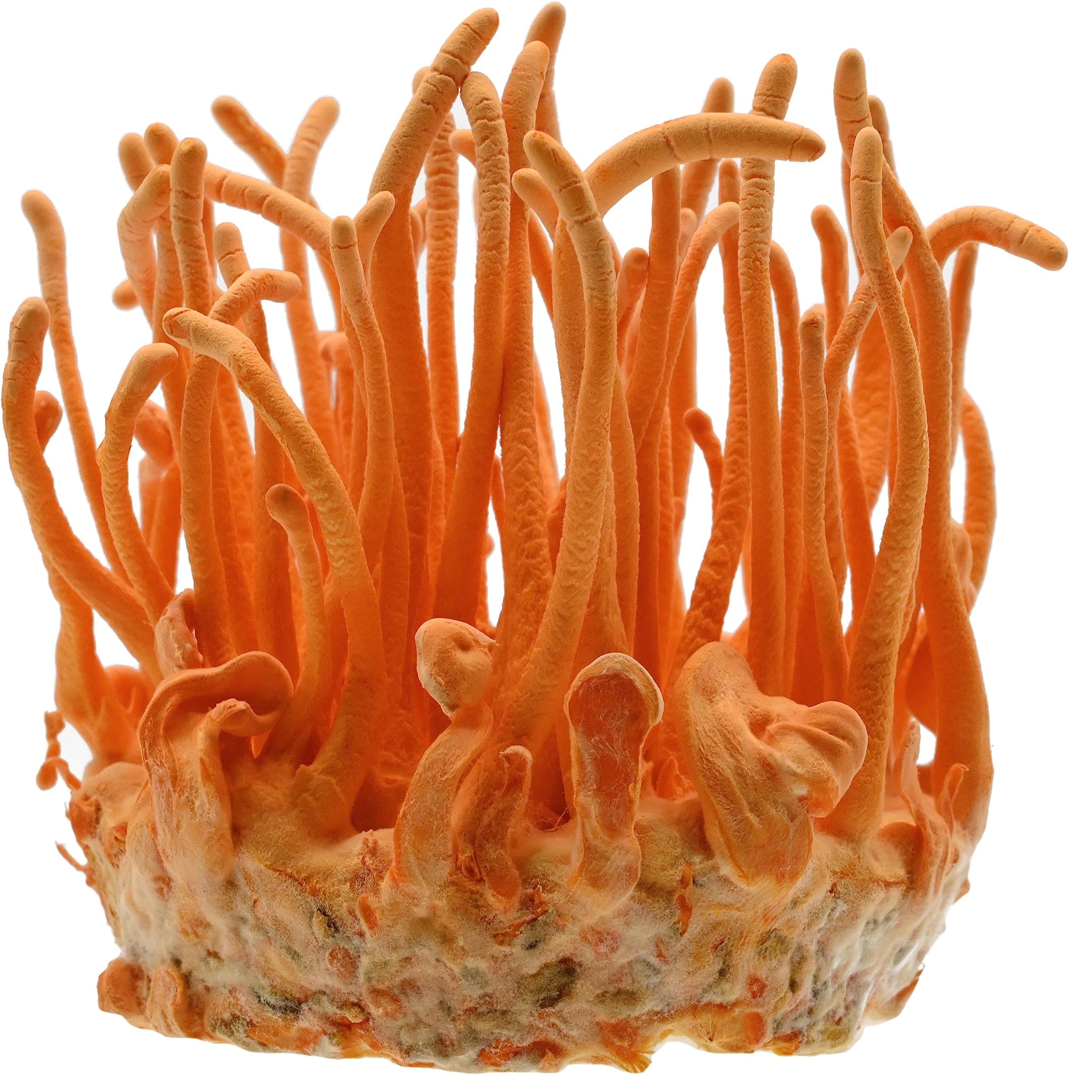 Amazon.com : Root Mushroom Farm- Mushroom Grow kit -Cordyceps Militaris ...