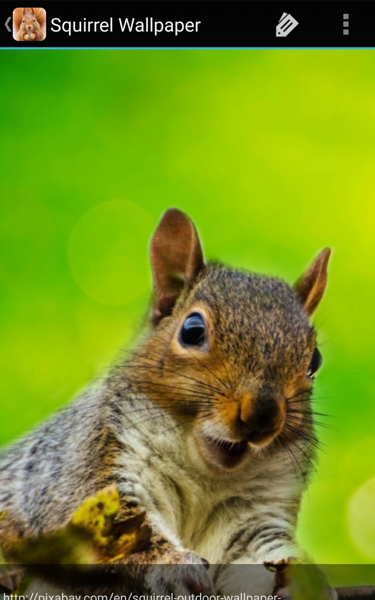 Squirrel Wallpaper 25429