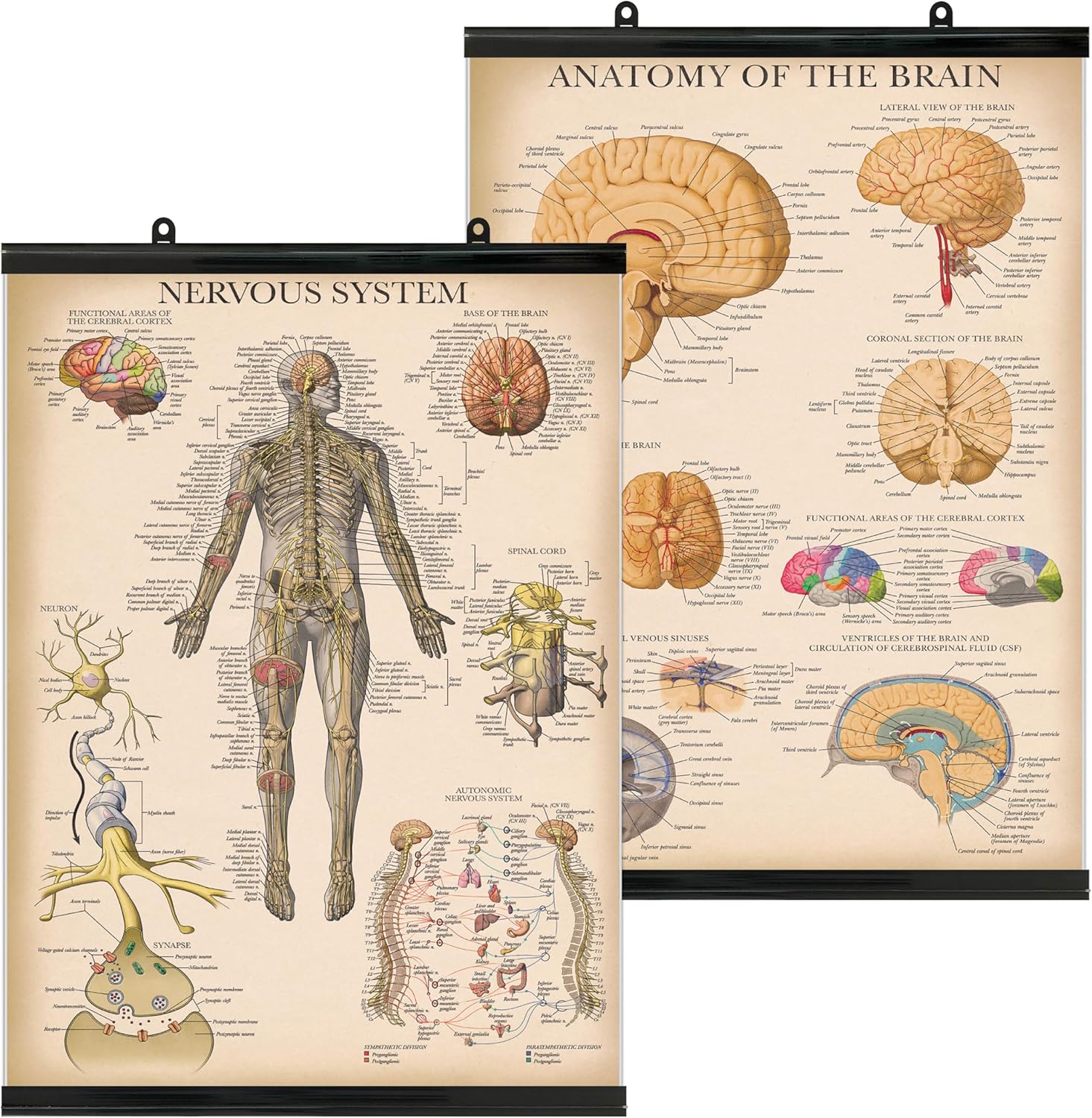 Palace Learning 2 Pack - Vintage Nervous System & Brain Anatomy Posters ...
