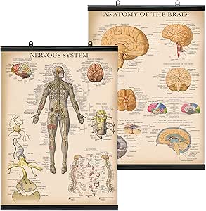 Palace Learning 2 Pack - Vintage Nervous System & Brain Anatomy Posters - Set of 2 Anatomical ...