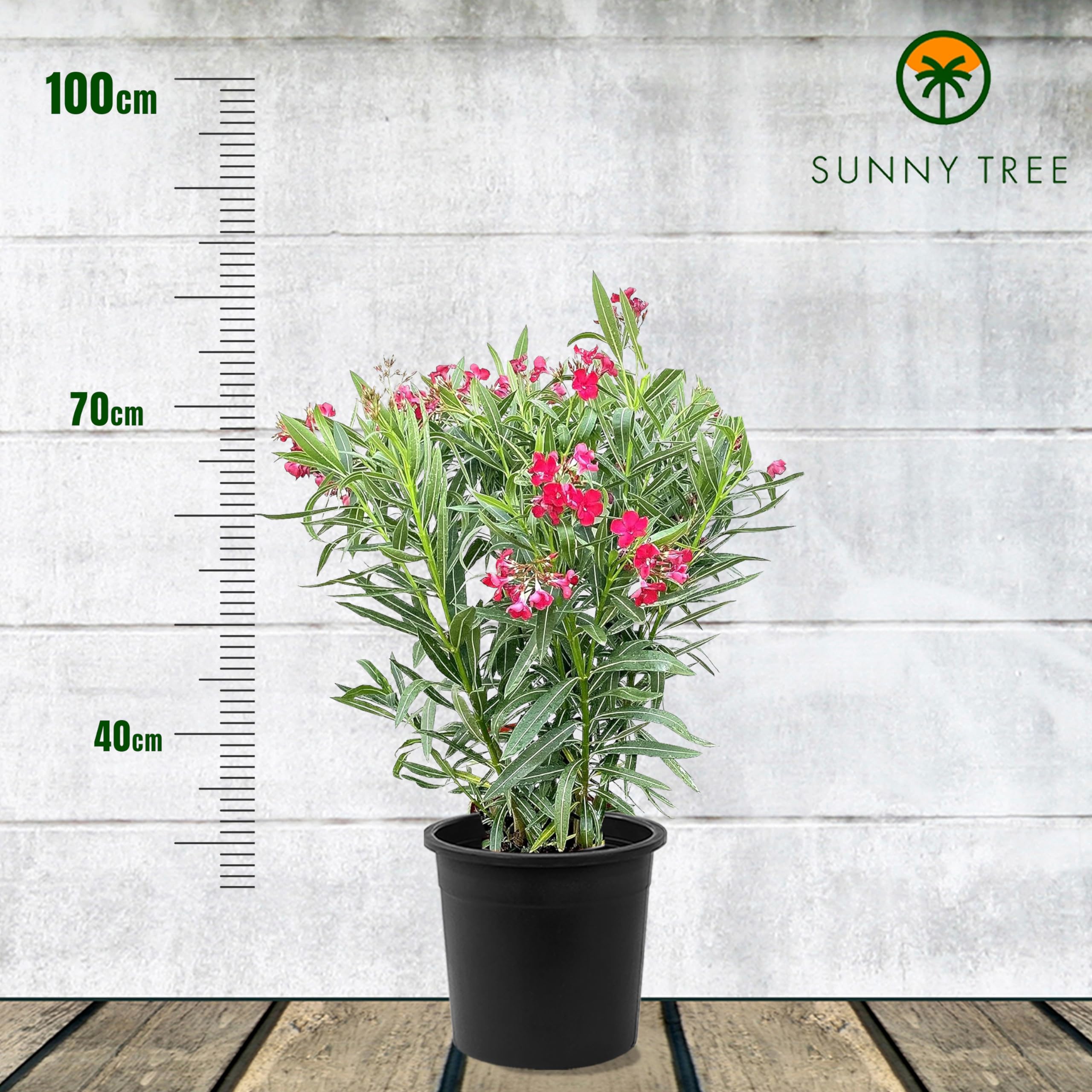 Nerium Oleander Mediterranean Garden Night Scented Plant Oleander