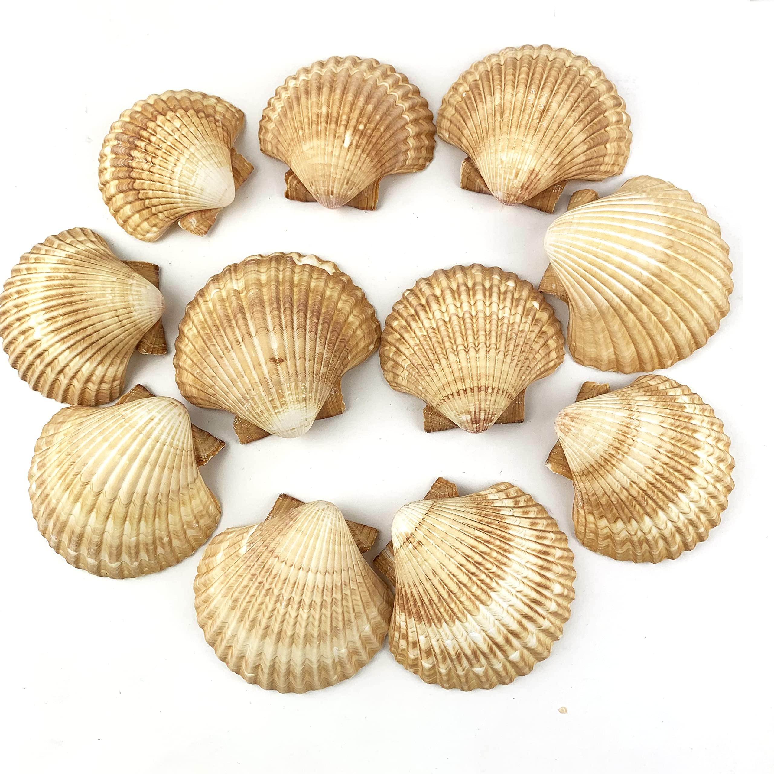 Amazon.com: Heyiwell 10PC Mexican Yellow Cups Shells, Pecten Vogdesi ...