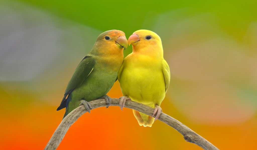 Bird Ringtones Free app - App on Amazon Appstore