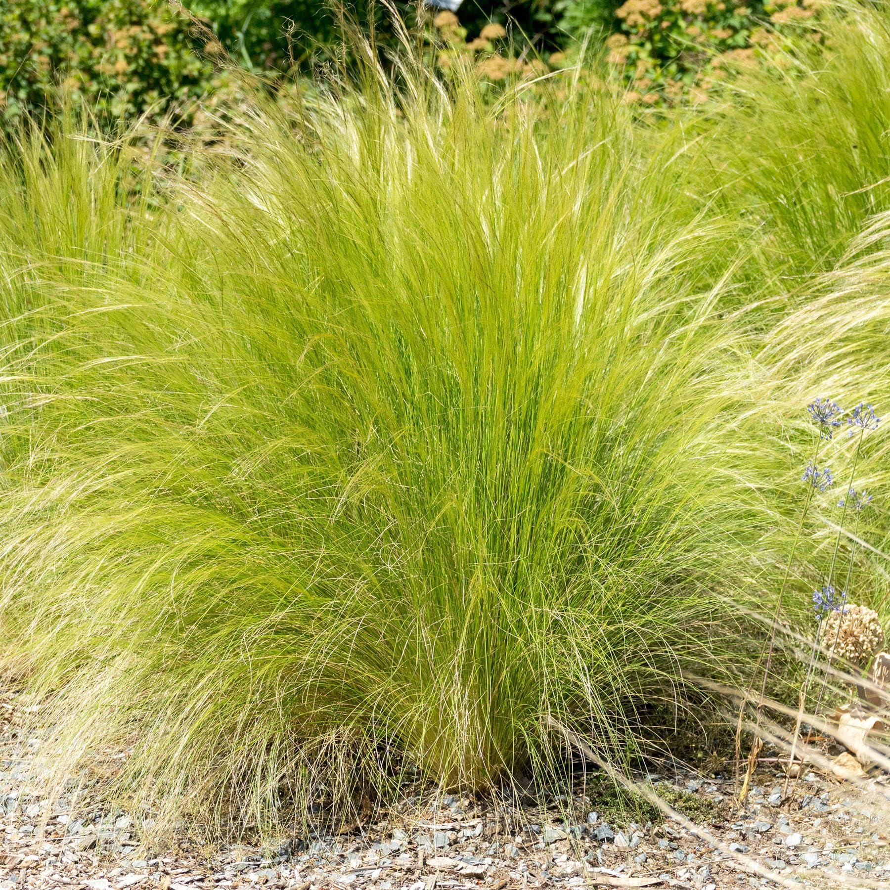 Perfect Plants - Stipa Tenuissima Pony Tails Hardy Ornamental Grass ...