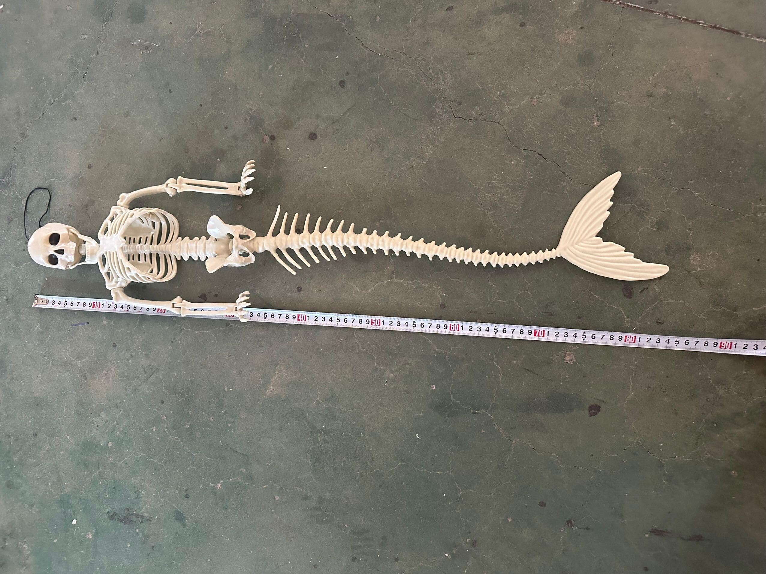 Real Mermaid Fossils