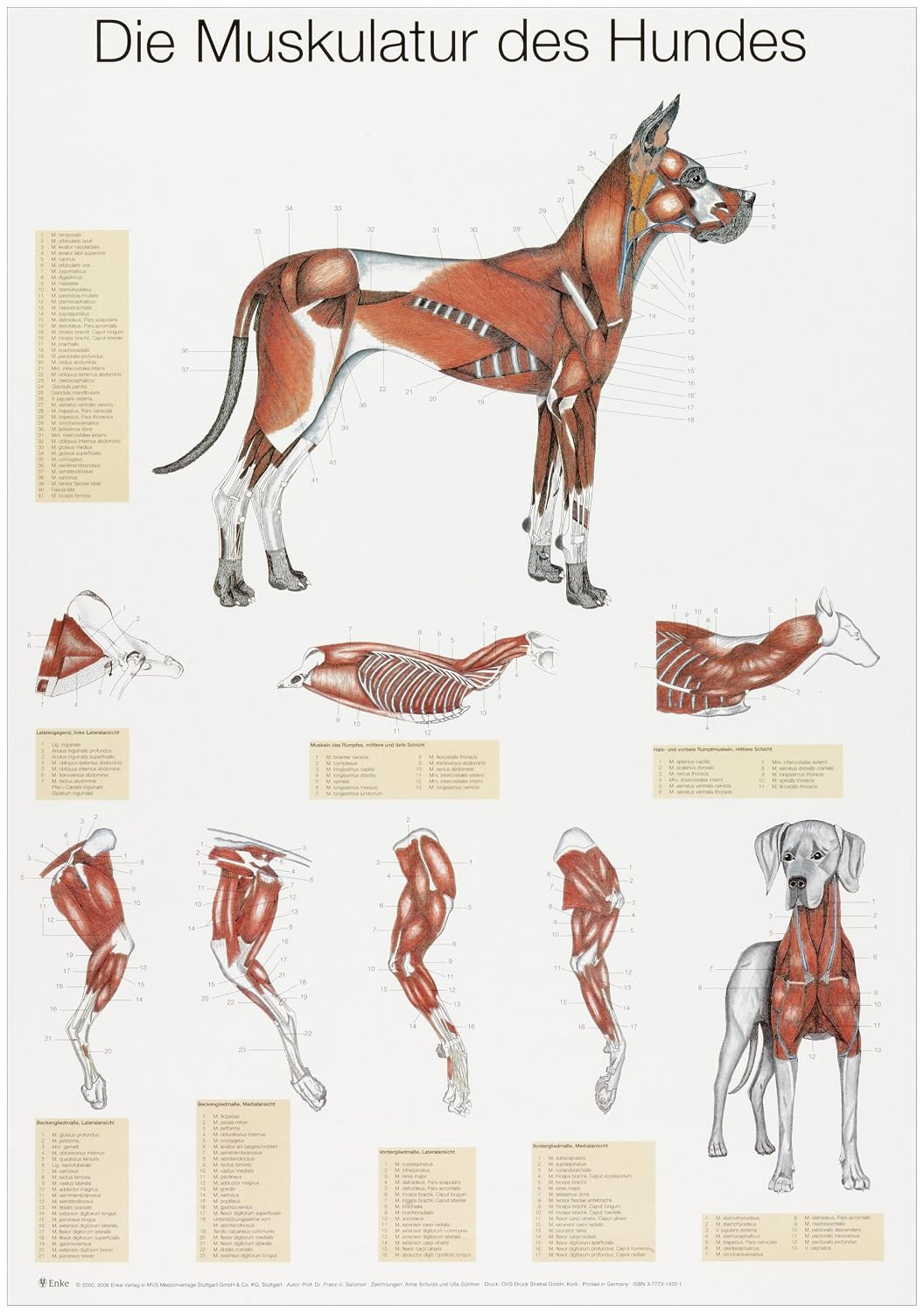 Amazon.com: Muskulatur des Hundes. Poster.: 9783777314334: Salomon ...