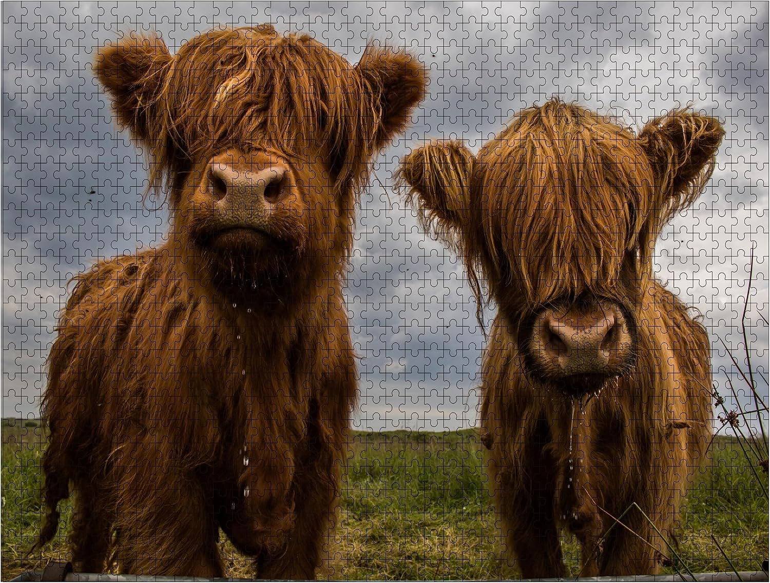 Amazon.com: Two Highland Cows - 1000 Piece Jigsaw Puzzle for Adult ...