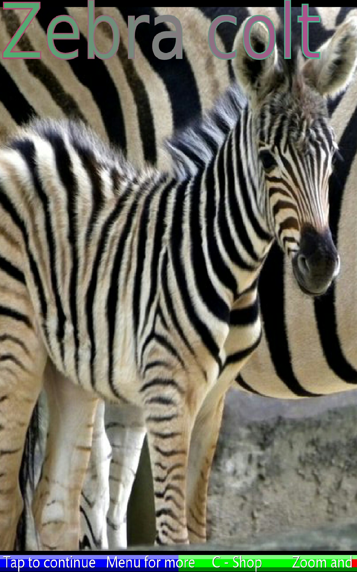 Baby Animals 2 - App on Amazon Appstore