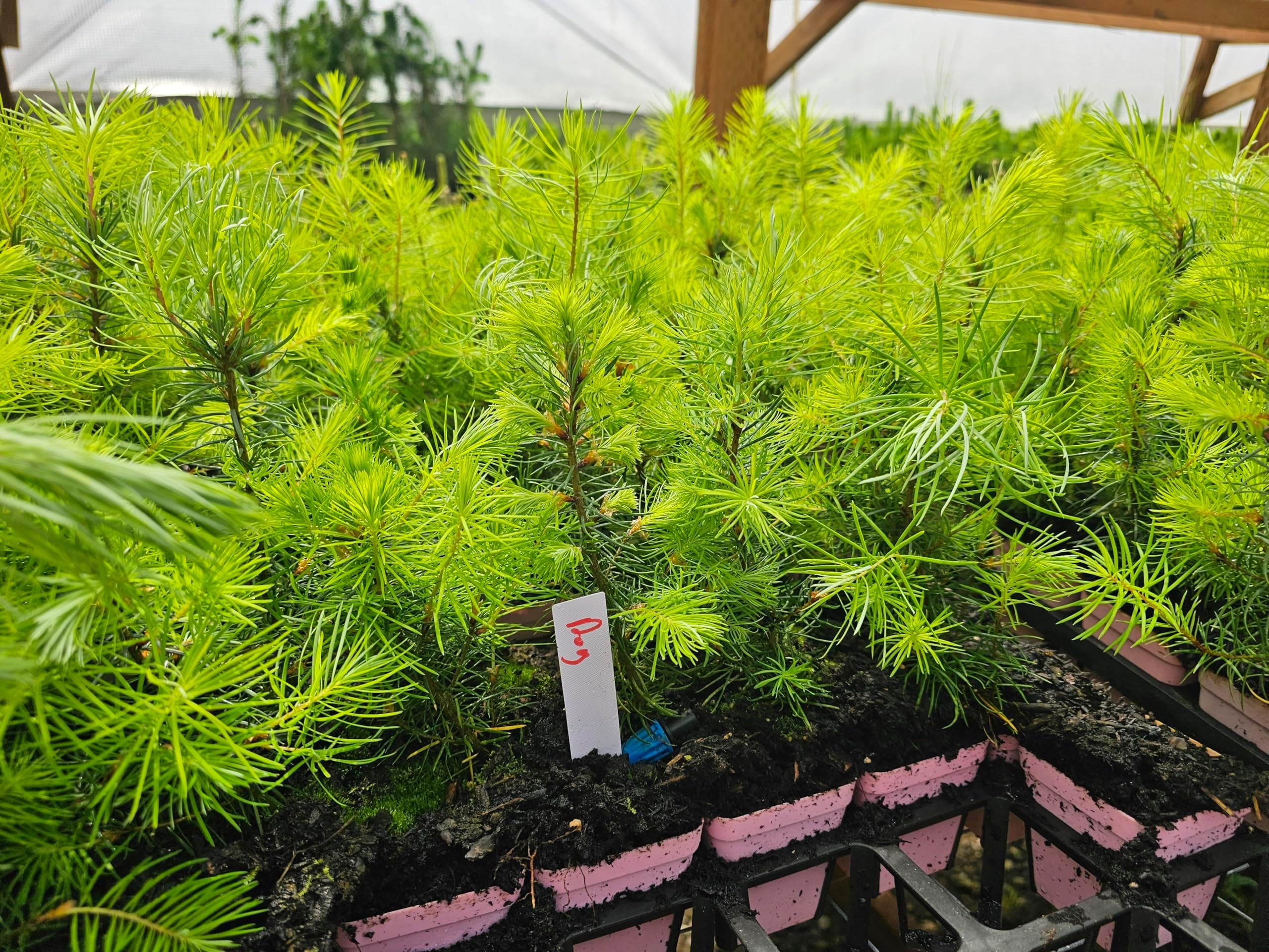 Amazon.com : 4 Live kaibob Colorado Blue Spruce Trees appx 6" Tall Well ...