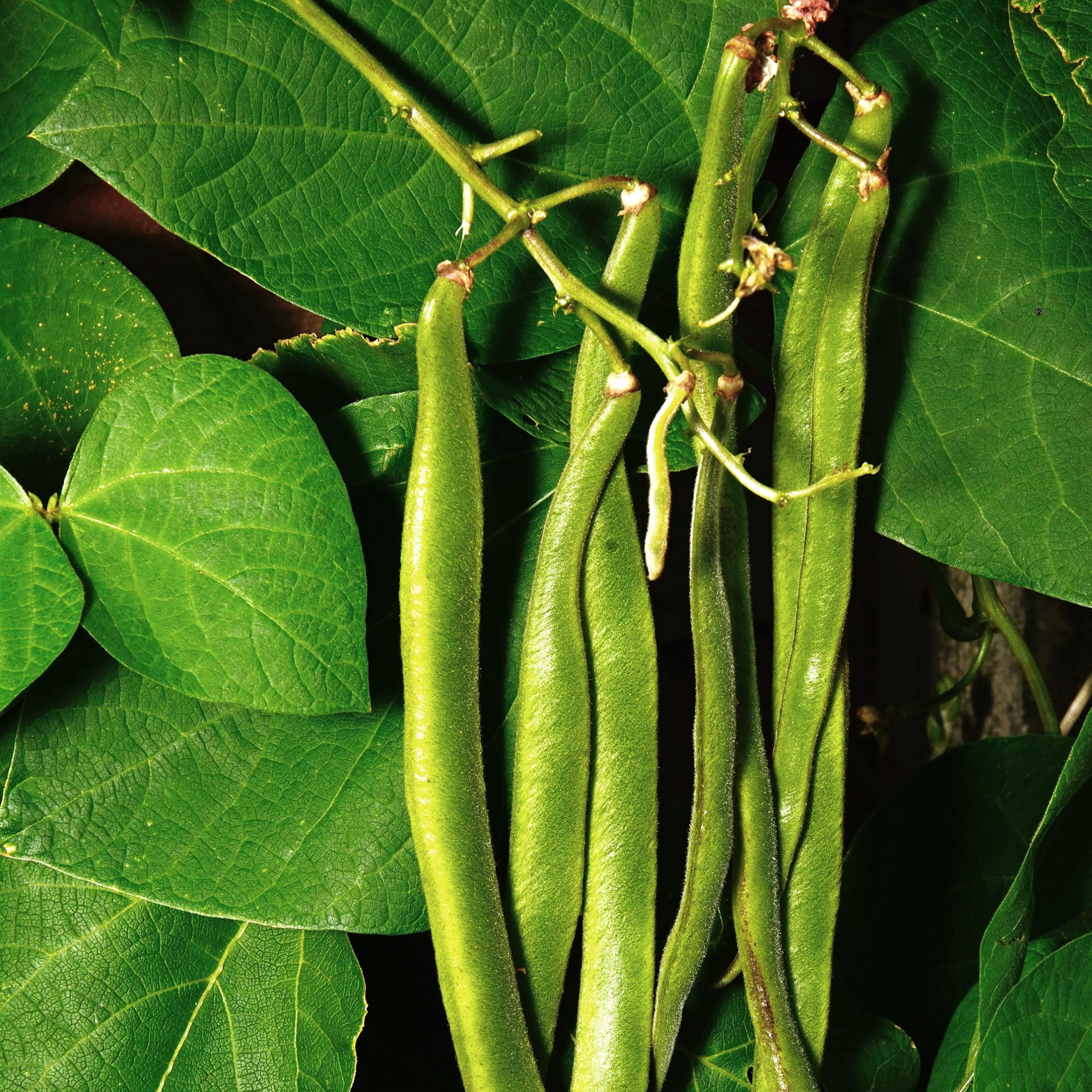 PREMIER SEEDS DIRECT Runner Bean - Firestorm - 55 Grams ~ Approx 40 ...