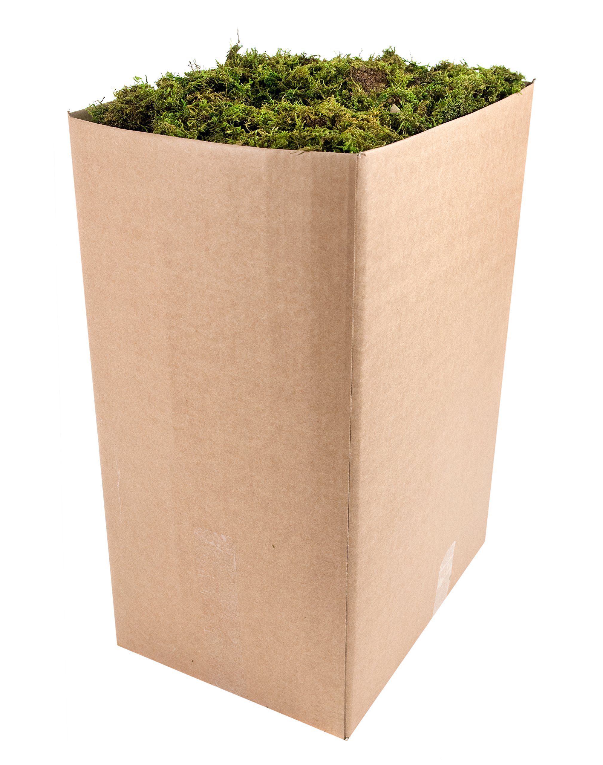 Amazon.com: SuperMoss (22168 Sheet Moss Mini (Shredded) Preserved ...