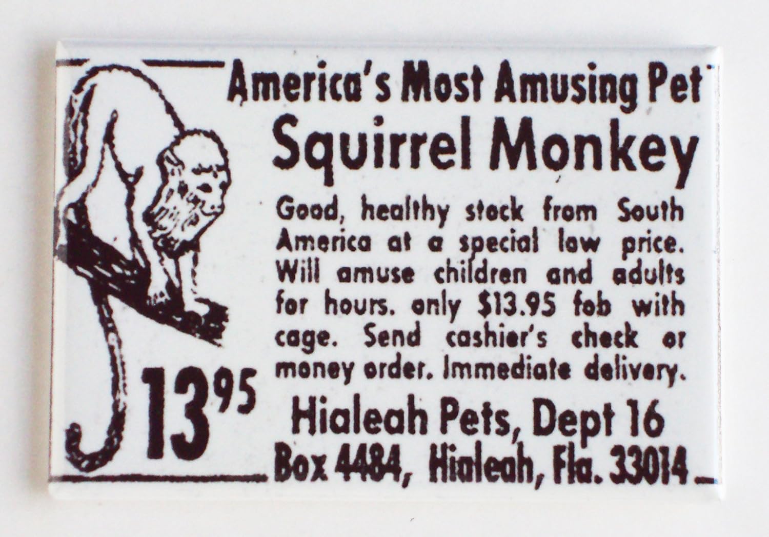 Amazon.com: Squirrel Monkey Fridge Magnet (2.5 x 3.5 inches) : Home ...