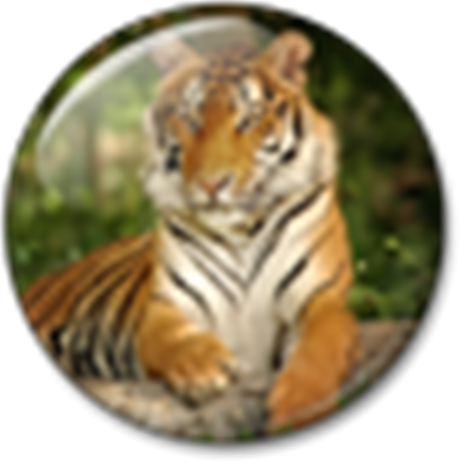Animals HD Live Wallpaper - App on Amazon Appstore