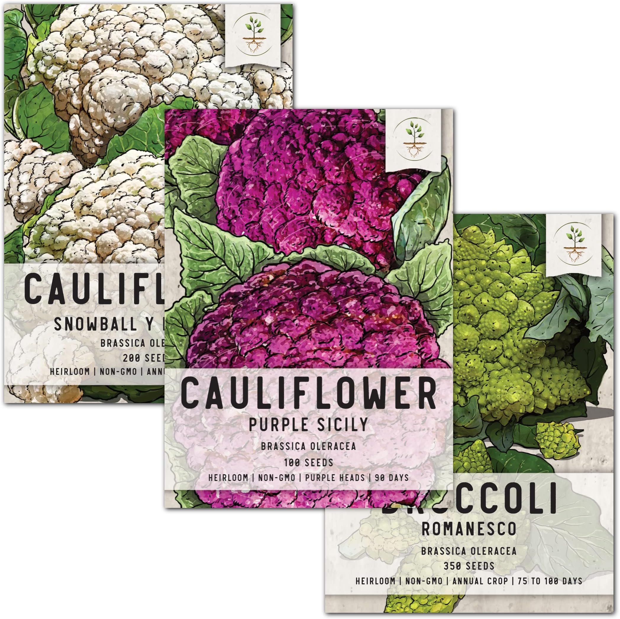 Amazon.com : Burpee Early White Hybrid Cauliflower Seeds 100 seeds ...