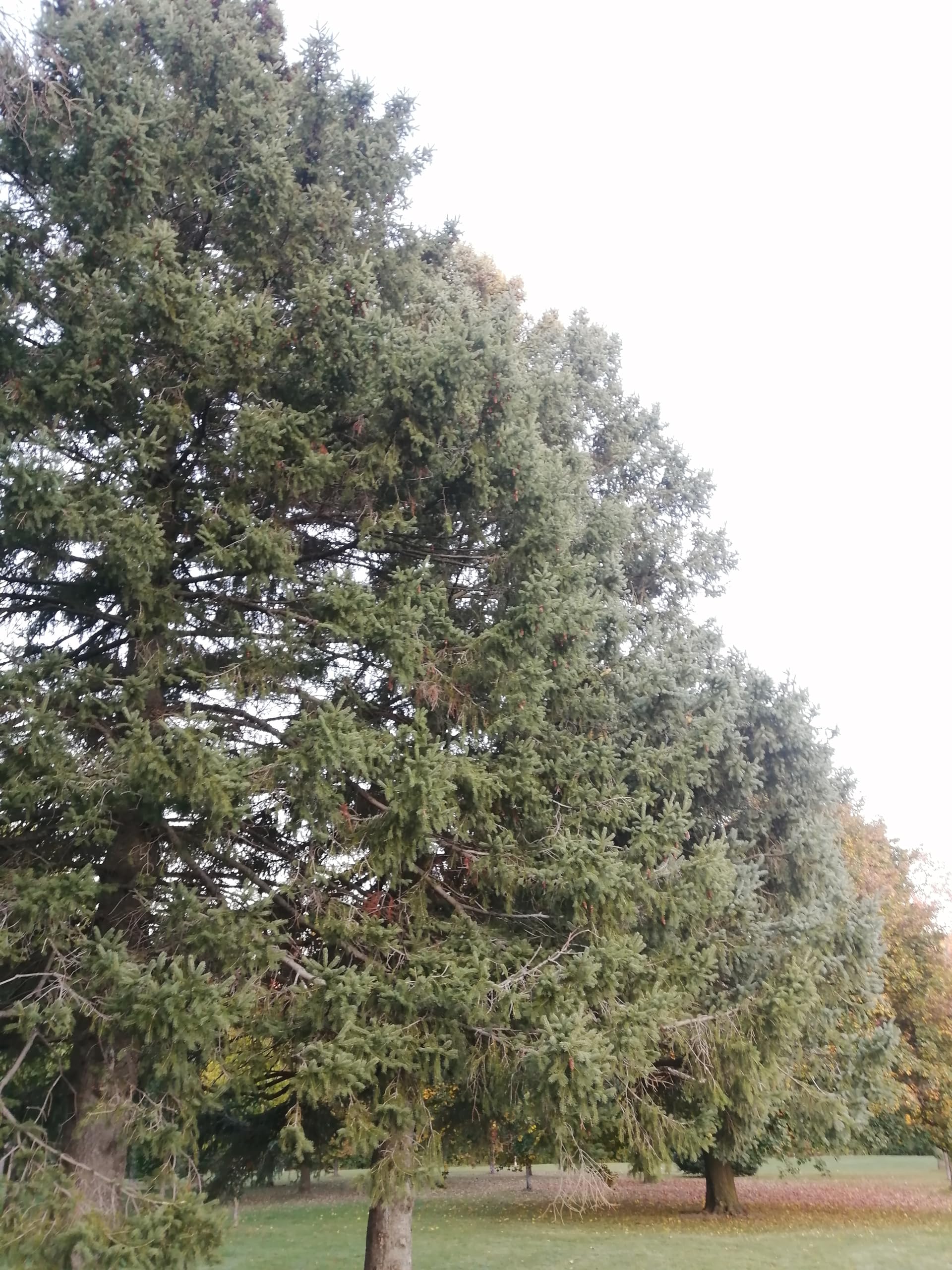 Hundredfold White Spruce 30 Seeds – Picea glauca Canada Native Tree ...