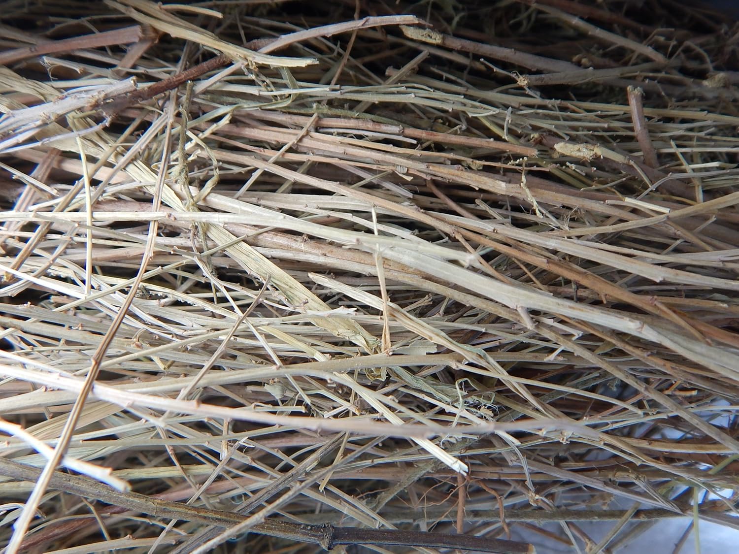 Urancia® Sharpunkha Wild indigo Vempali Chettu Tephrosea purpura100g ...